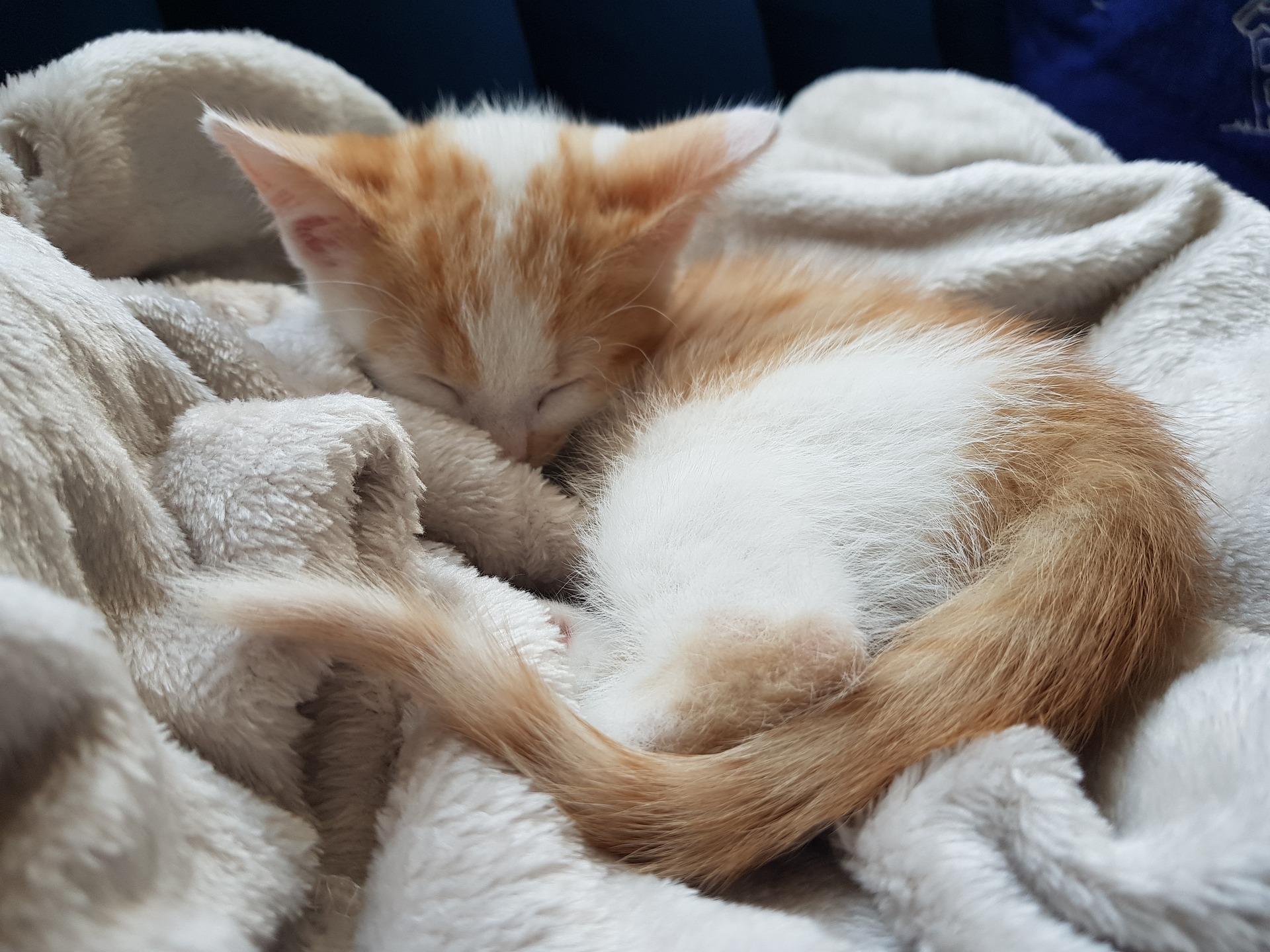 Chit Chat Cat Chat - Purr Facts