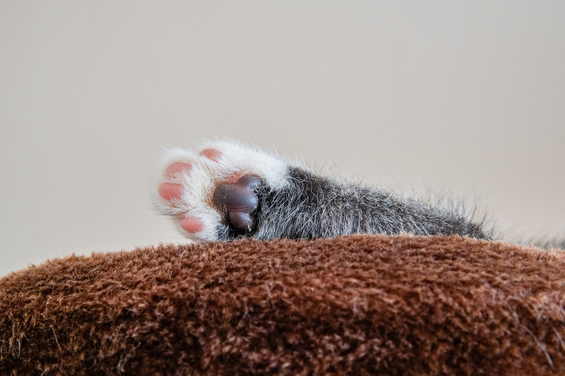 Kattenpoten en Nagels: Een Kijkje Onder de Vacht - Purr Facts